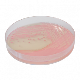 Chromagar MRSA powder for 5 L