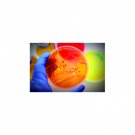 Paper disc for antibiotics